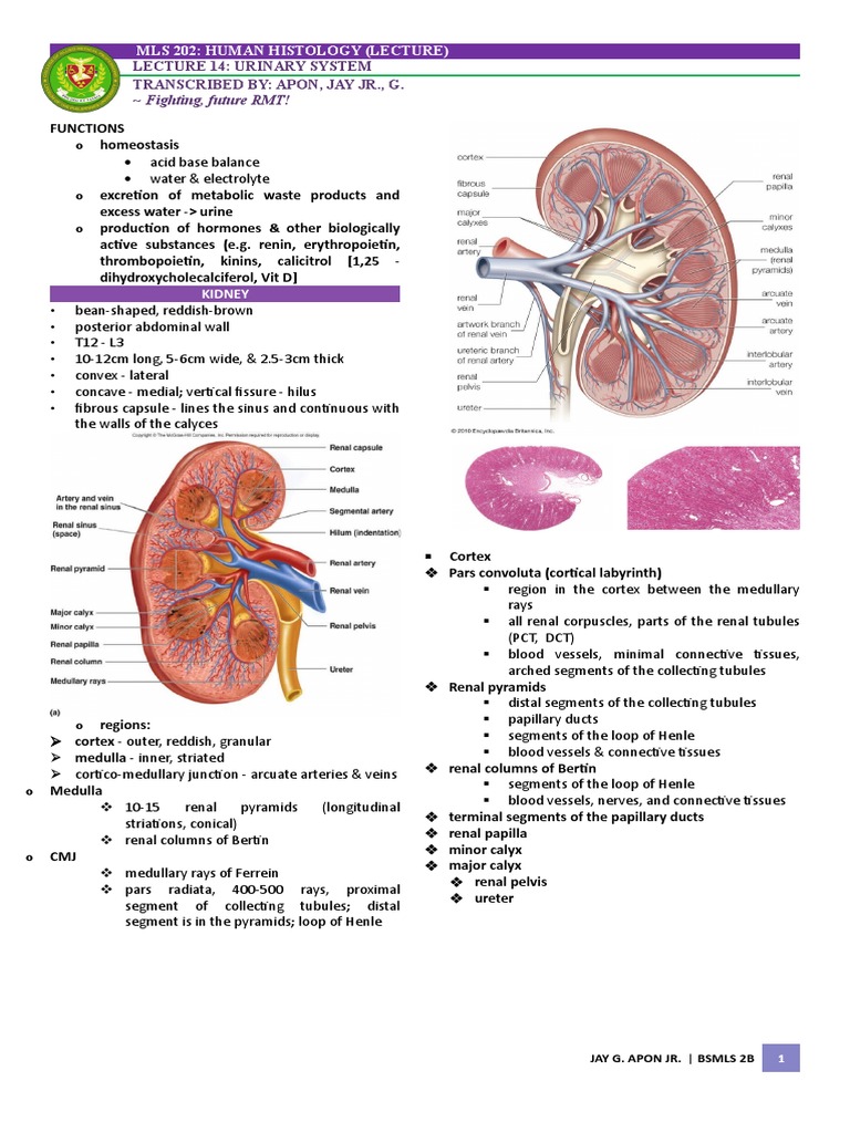 Histo Urinarysystem | Download Free PDF | Kidney | Anatomy