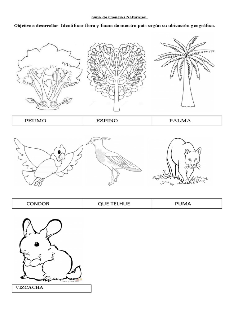 Guía N° 2 Animales y Plantas de Chile | PDF