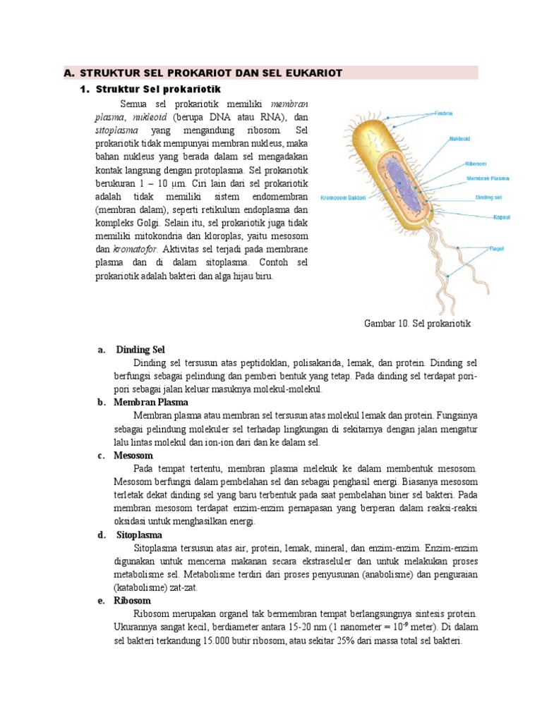 struktur-sel-prokariot-dan-sel-eukariot | PDF