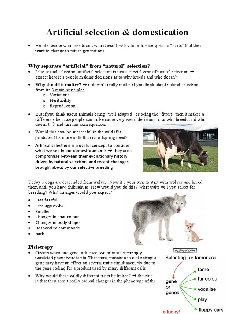 Artificial Selection & Domestication | PDF | Inbreeding | Natural Selection