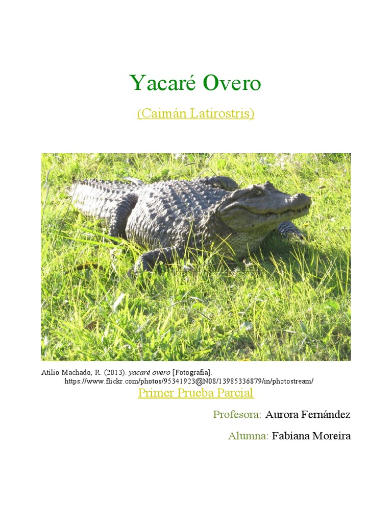 El Yacaré Overo | PDF