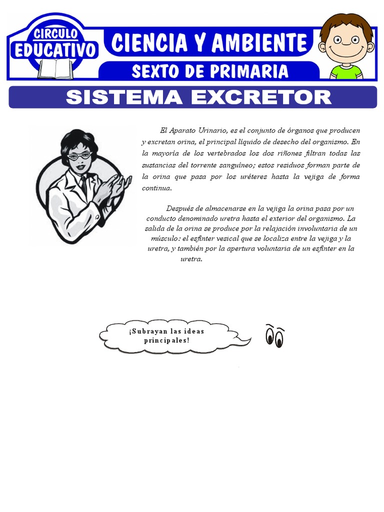 Sistema Excretor para Sexto de Primaria | PDF