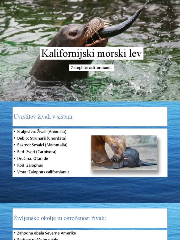 Kalifornijski Morski Lev | PDF