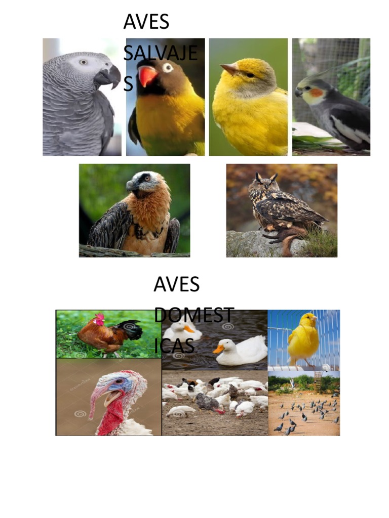 Album de Animales y Plantas | PDF