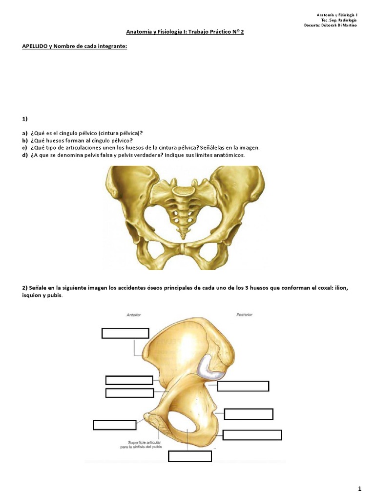 TP 2 Anato | PDF | Articulación | Pelvis
