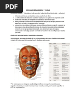 Músculos de Cabeza y Cuello | PDF | Anatomía humana | Sistema esquelético