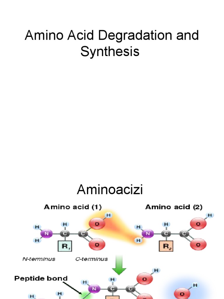 Amino Acids Biosynthesis | PDF | Biosynthesis | Alanine