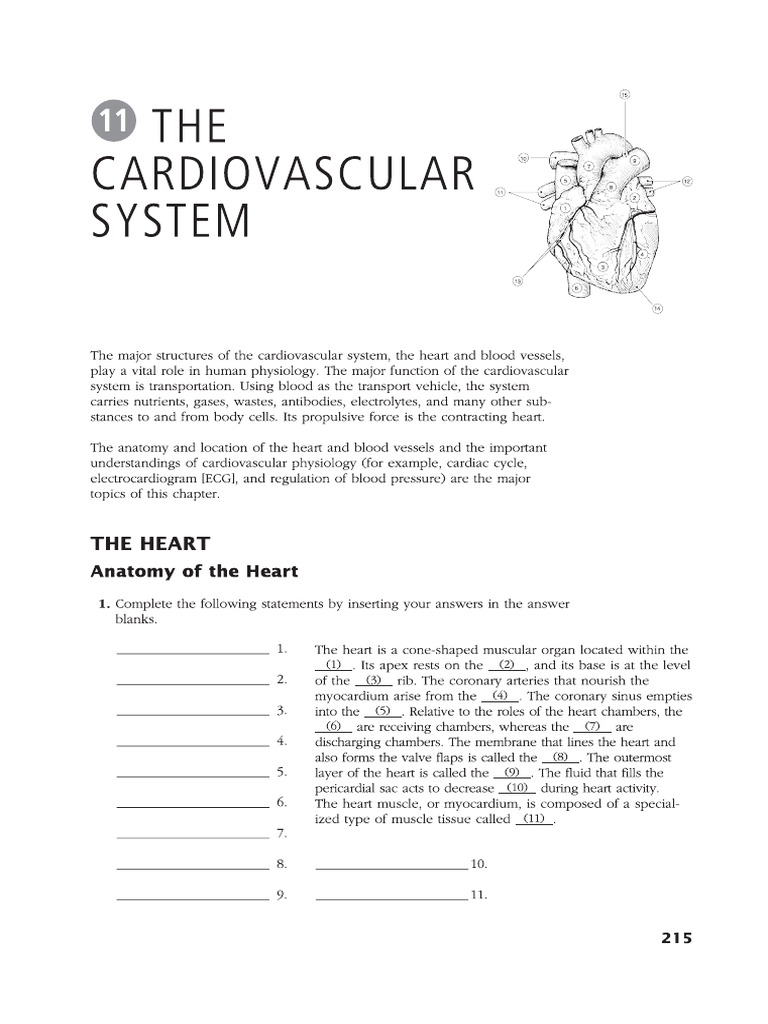 09GZOO111LB - Cardiovascular System | PDF
