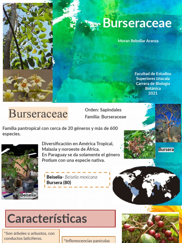 Familia Burseraceae: Características y Usos | PDF