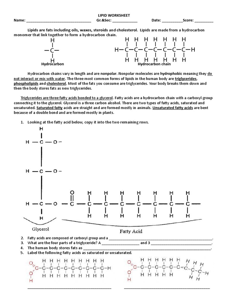 Lipid Worksheet | PDF