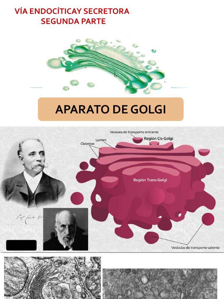 Aparato De Golgi Secreción Y Endosomas Nuevo Pdf Lisosoma
