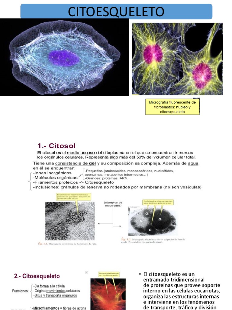 CITOESQUELETO nuevo | PDF | Actina | Citoesqueleto
