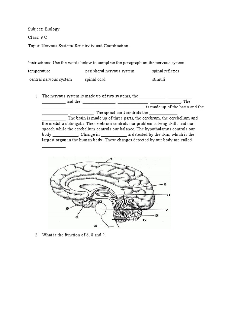 9th Grade Nervous System Worksheet | PDF