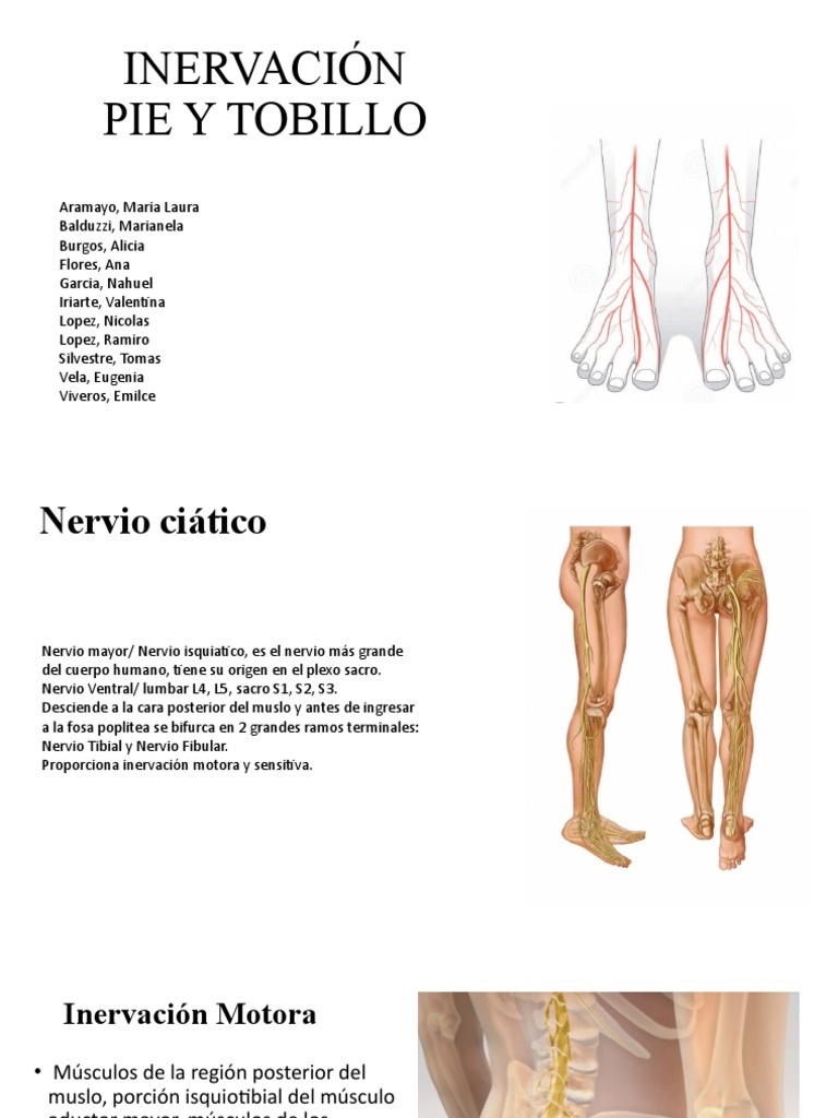 Inervacion Pie y Tobillo | PDF | Sistema nervioso | Sistema musculoesquelético