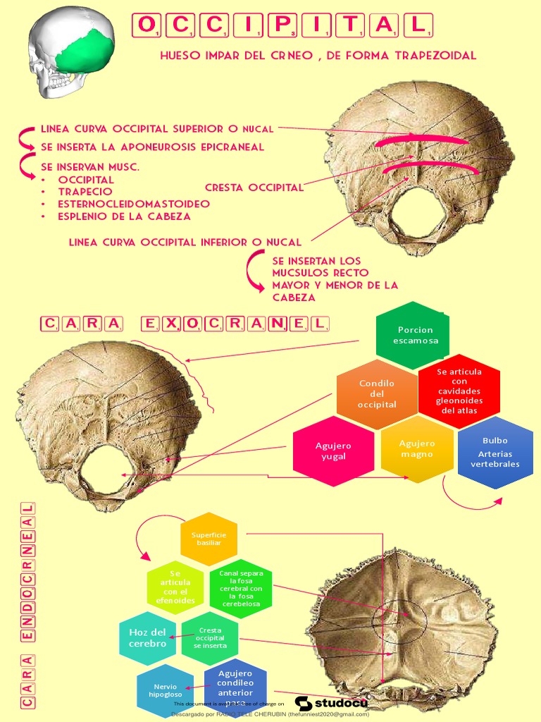 Infografia de Anatomia Del Hueso Occipital | PDF | Sistema esquelético ...