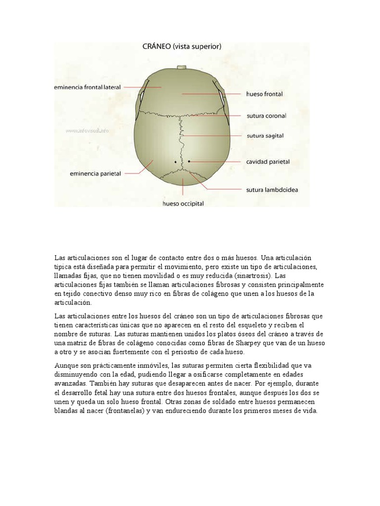 Articulaciones Fijas y Suturas del Cráneo | PDF | Ciencia y matemáticas
