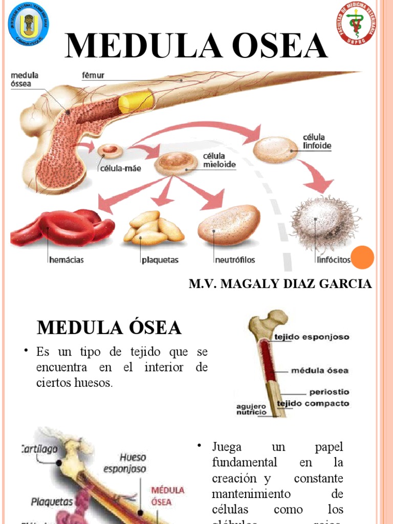 1) Medula Ösea | PDF | Médula ósea | Hematopoyesis