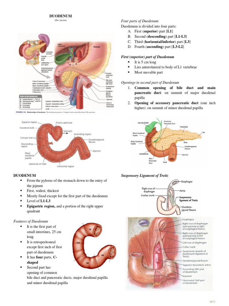 Duodenum Anatomy | PDF | Liver | Angiology