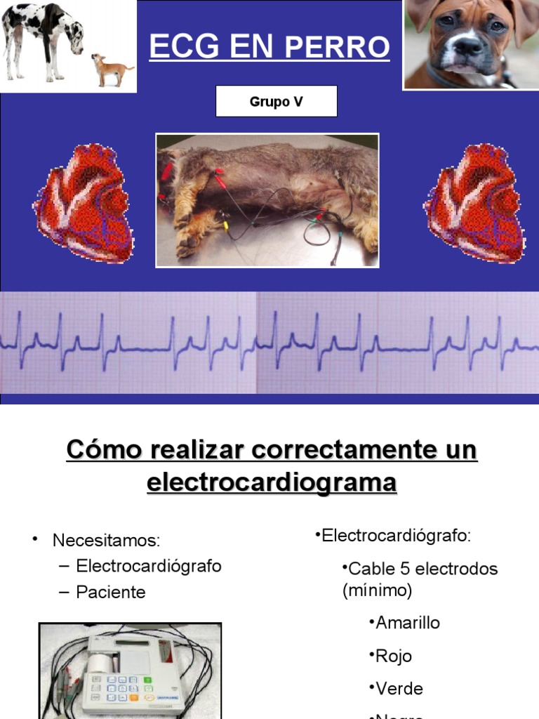 Electrocardiograma en Perros: Guía Práctica | PDF | Electrocardiografia ...