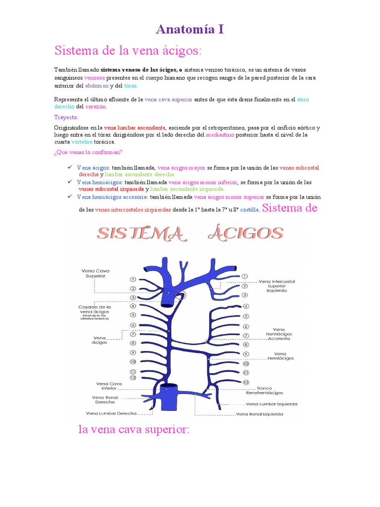 Sistema de La Vena Ácigos y V.C.S | PDF