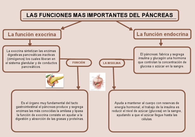 Las Funciones Mas Importantes Del Pancreas | PDF