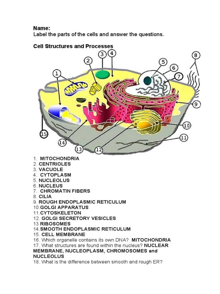 Label The Parts of The Cell | PDF