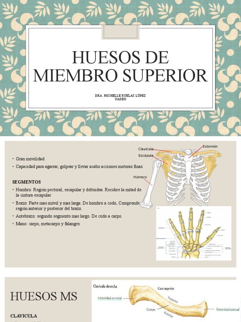 Huesos de Miembro Superior | PDF