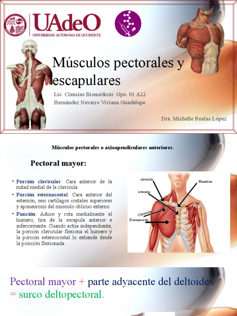 Músculos Pectorales y Escapulares Corregido | PDF | Hombro | Anatomía