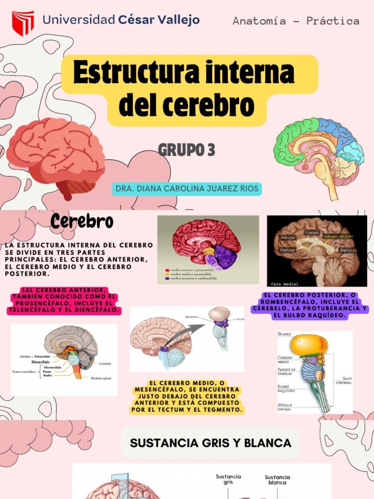 Estructura interna del cerebro = Grupo 03_removed | PDF