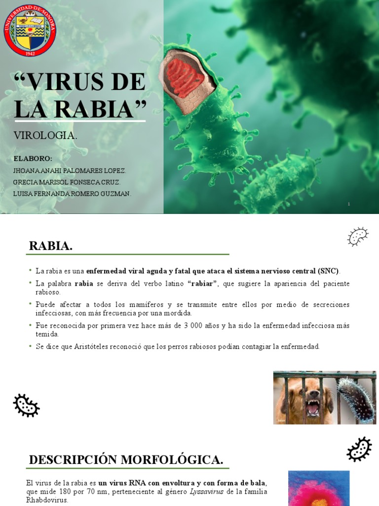 Virus de La Rabia-1-3 | PDF | Rabia | Virus