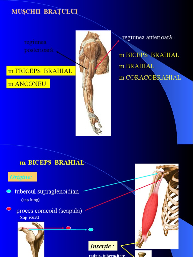 Muschii Bratului | PDF
