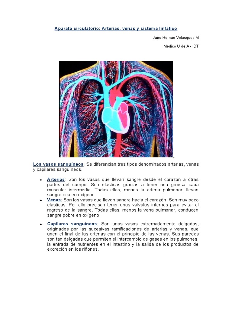 Aparato Circulatorio Arterias, Venas y Sistema Linfático | Descargar ...