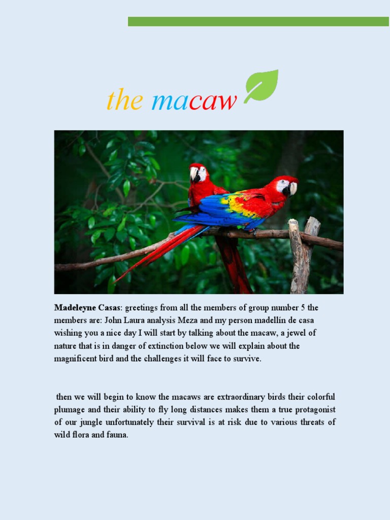 The Macaw Ingles | PDF