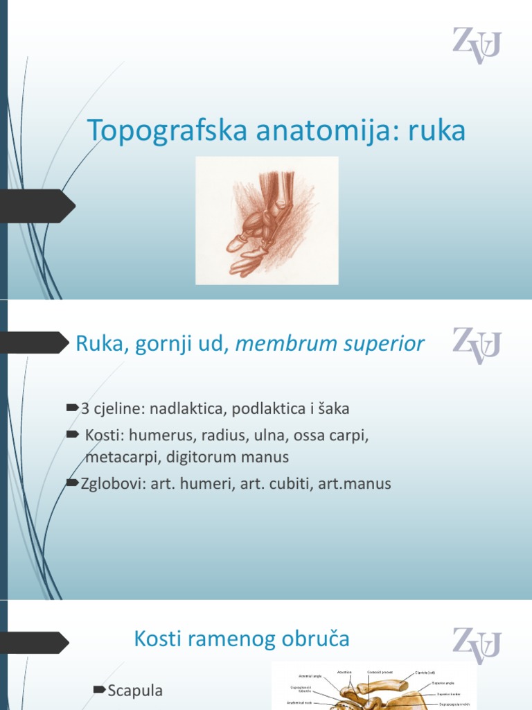 1 - Topografska Anatomija Ruka | PDF