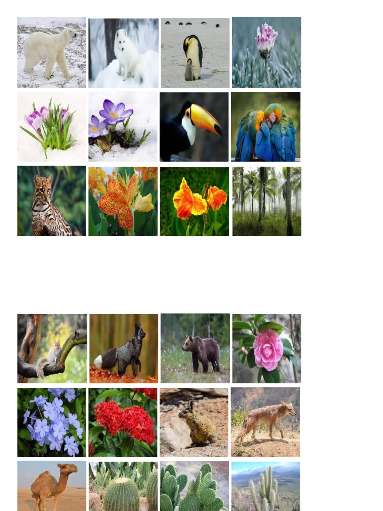 Animales de Todos Los Climas | PDF