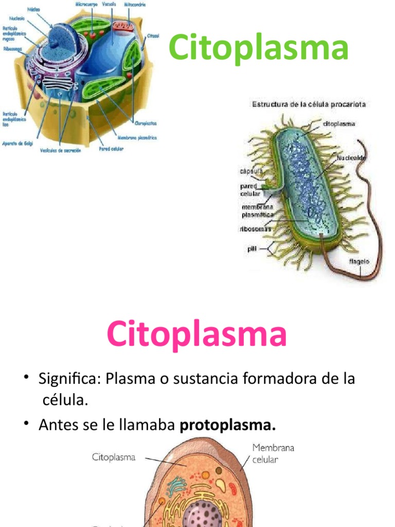 Citosol: Funciones y Composición | PDF | Citoplasma | Retículo endoplásmico