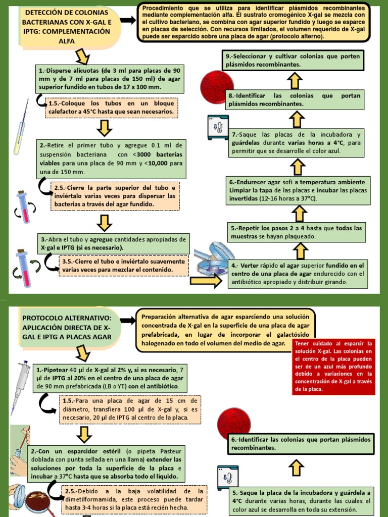 Diagrama de La Detección de Colonias Bacterianas Con X-Gal e Iptg | PDF | Biología | Biología ...