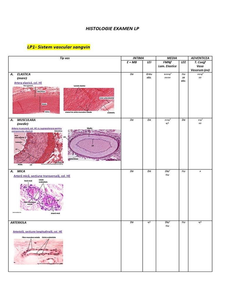 Histologie Examen LP - 1 | PDF