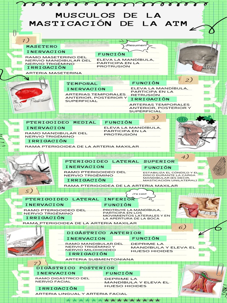 Musculos de La Masticación ATM | PDF