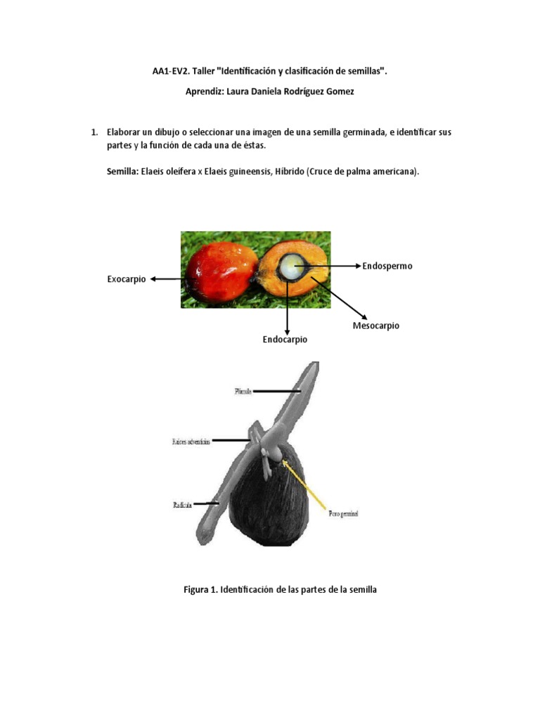 Dibujo y partes de la semilla de palma | PDF | Raíz | Semilla