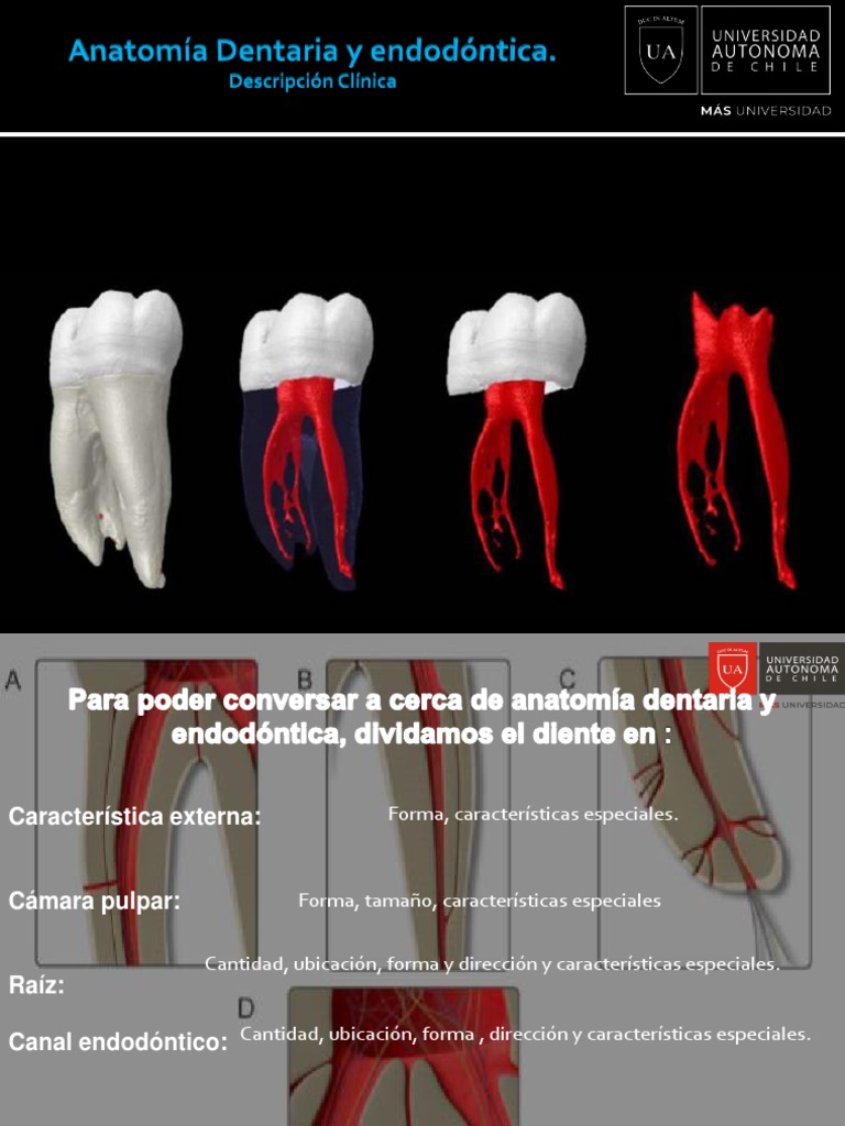 Anatomía Pulpar y Conductos Dentales | PDF | Diente | Odontología