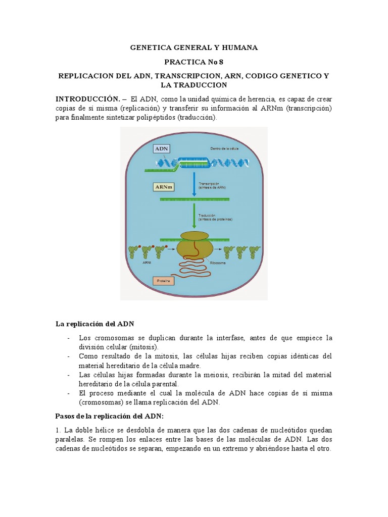PRACTICA No 8 - Replicacion y Transcripcion | PDF | Adn | Rna