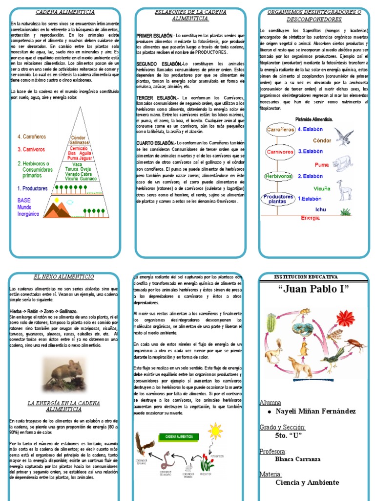 La Cadena Alimenticia | PDF | Alimentos | Plantas