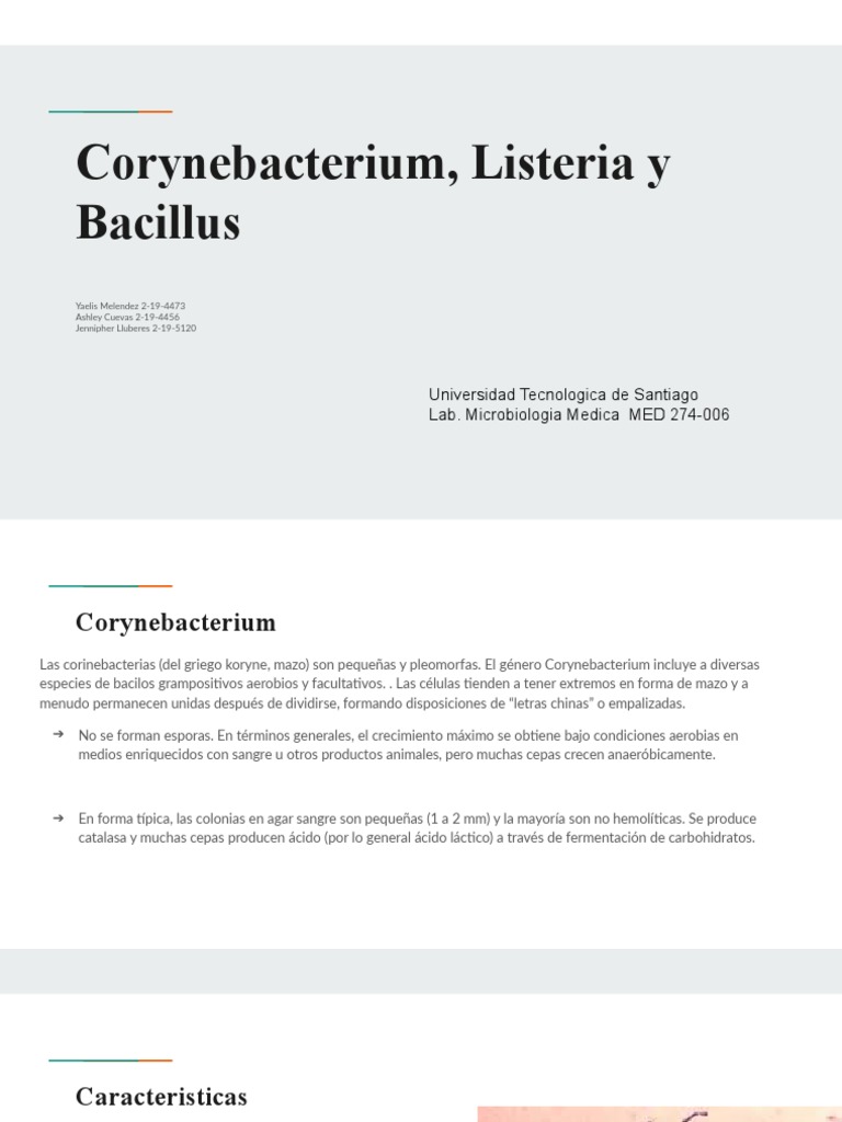 Corynebacterium, Listeria y Bacillus EXPO | PDF | Salud y bienestar