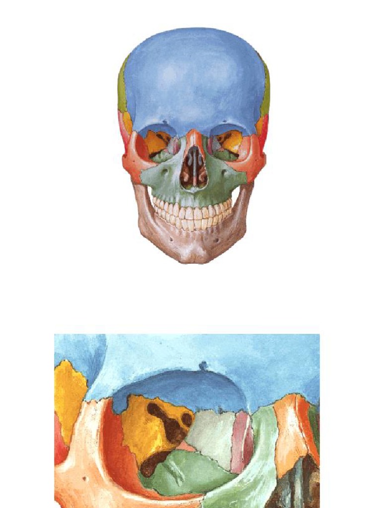 Netter Sin Rotular | PDF