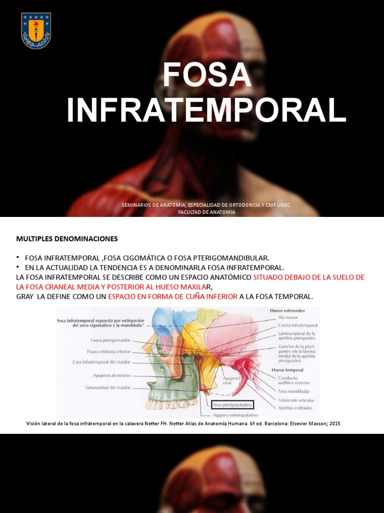 Fosa Infratemporal | PDF