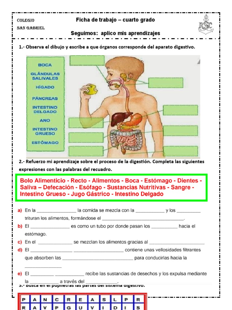 Ficha de Ciencia Sistema Digestivo Jueves 15 de Junio Del 2023 | PDF