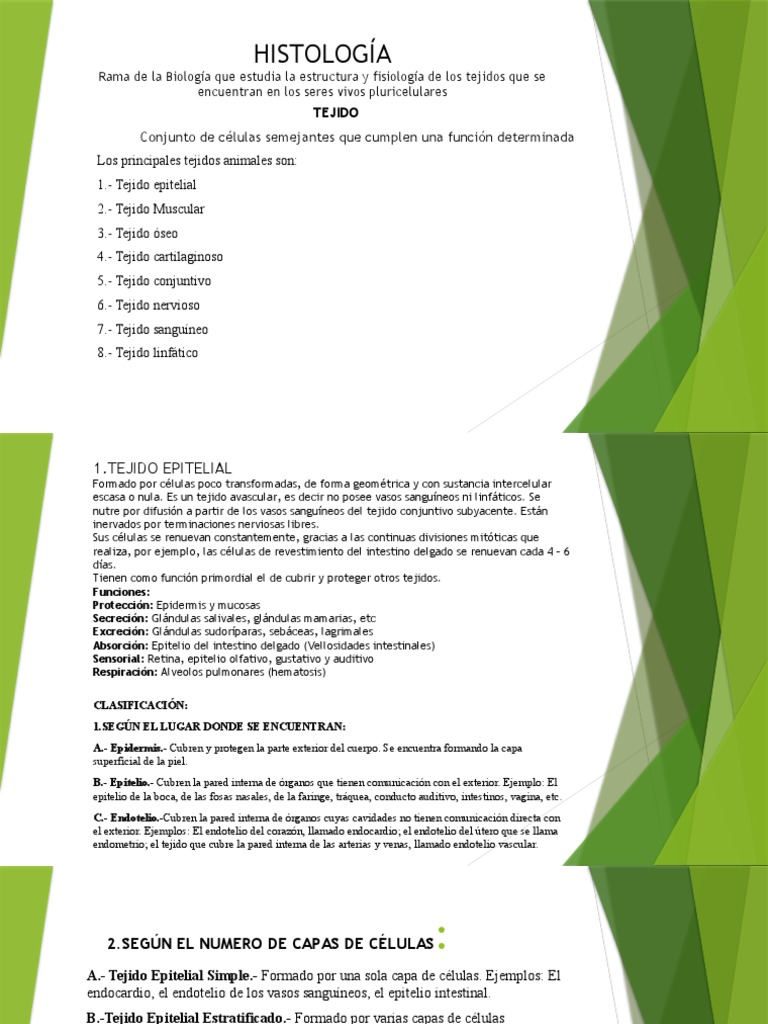 Tejido Epitelial y Epitelio Vibrátil | PDF | Epitelio | Piel