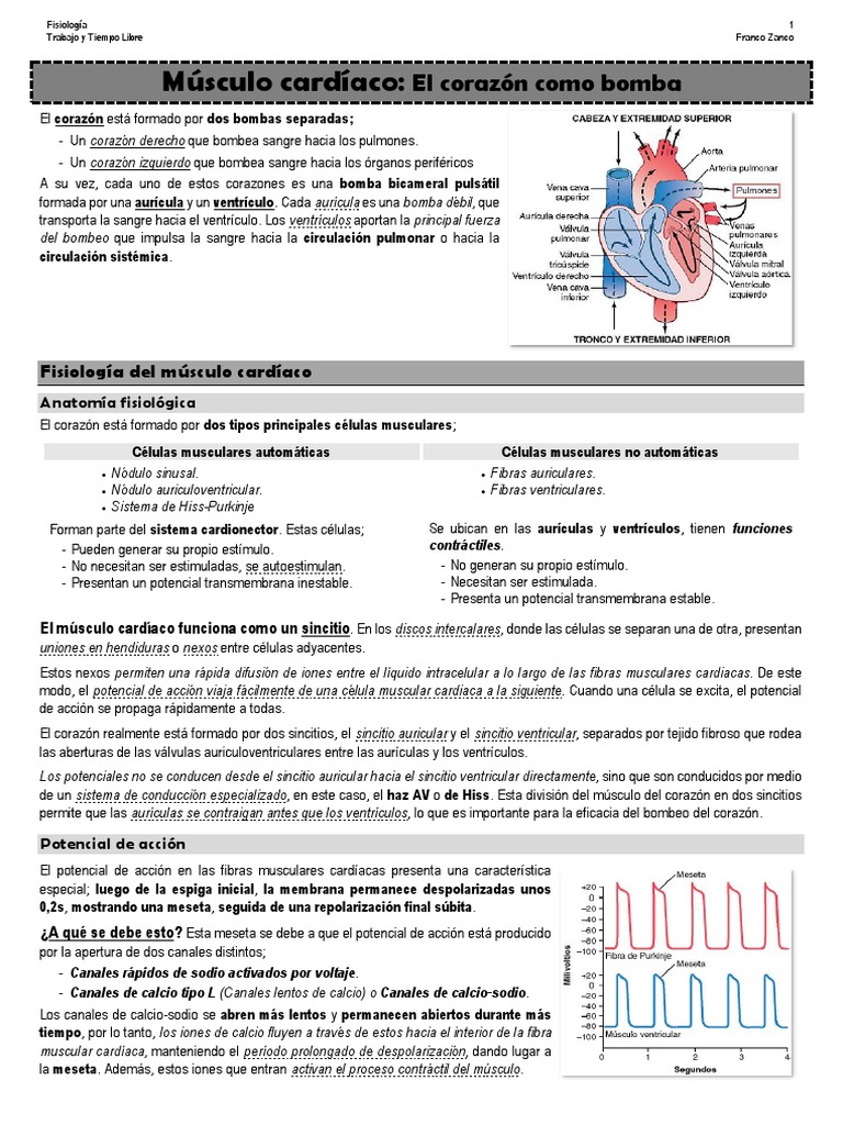 Fisiología - Sistema Cardiovascular | PDF