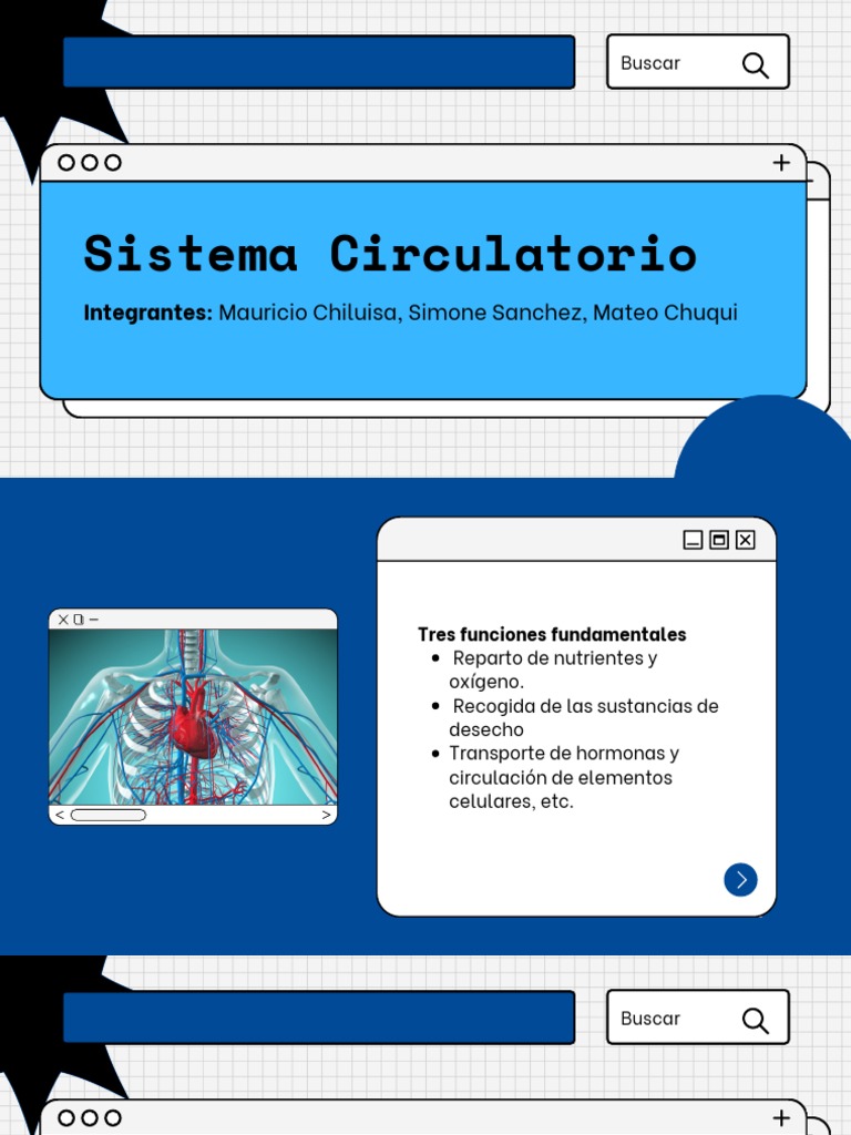 Sistema Circulatorio | PDF | Sistema circulatorio | Corazón